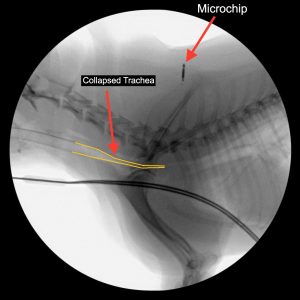 Tracheal Collapse: Medical Management Versus Implantable Stents