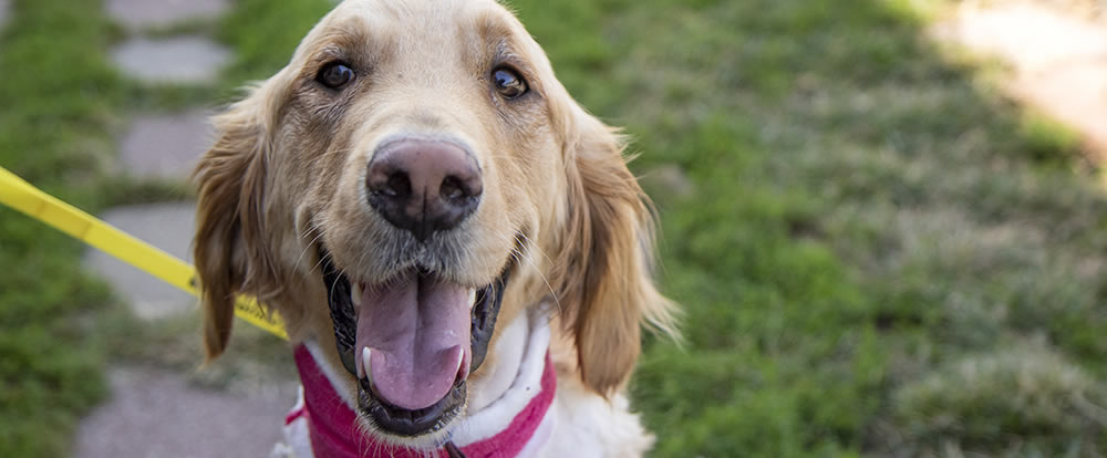 VHC’s Medical Oncology Team Gives Service Dog a Second Chance