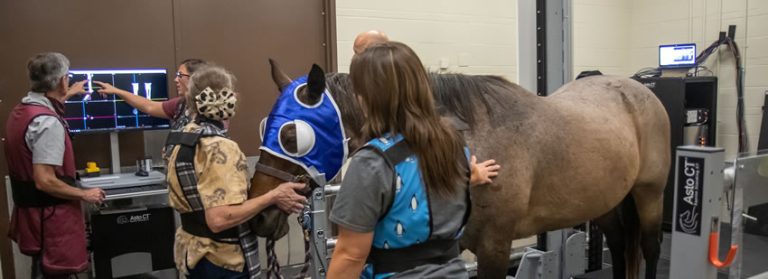 Standing Equine CT Scanner